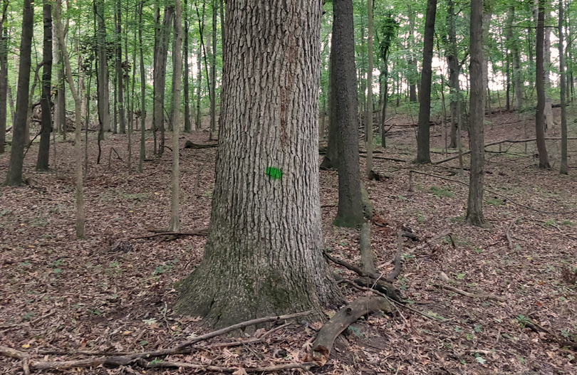 Trees We Harvest in Michigan, Hardwood Timber Harvesting, Tree ...