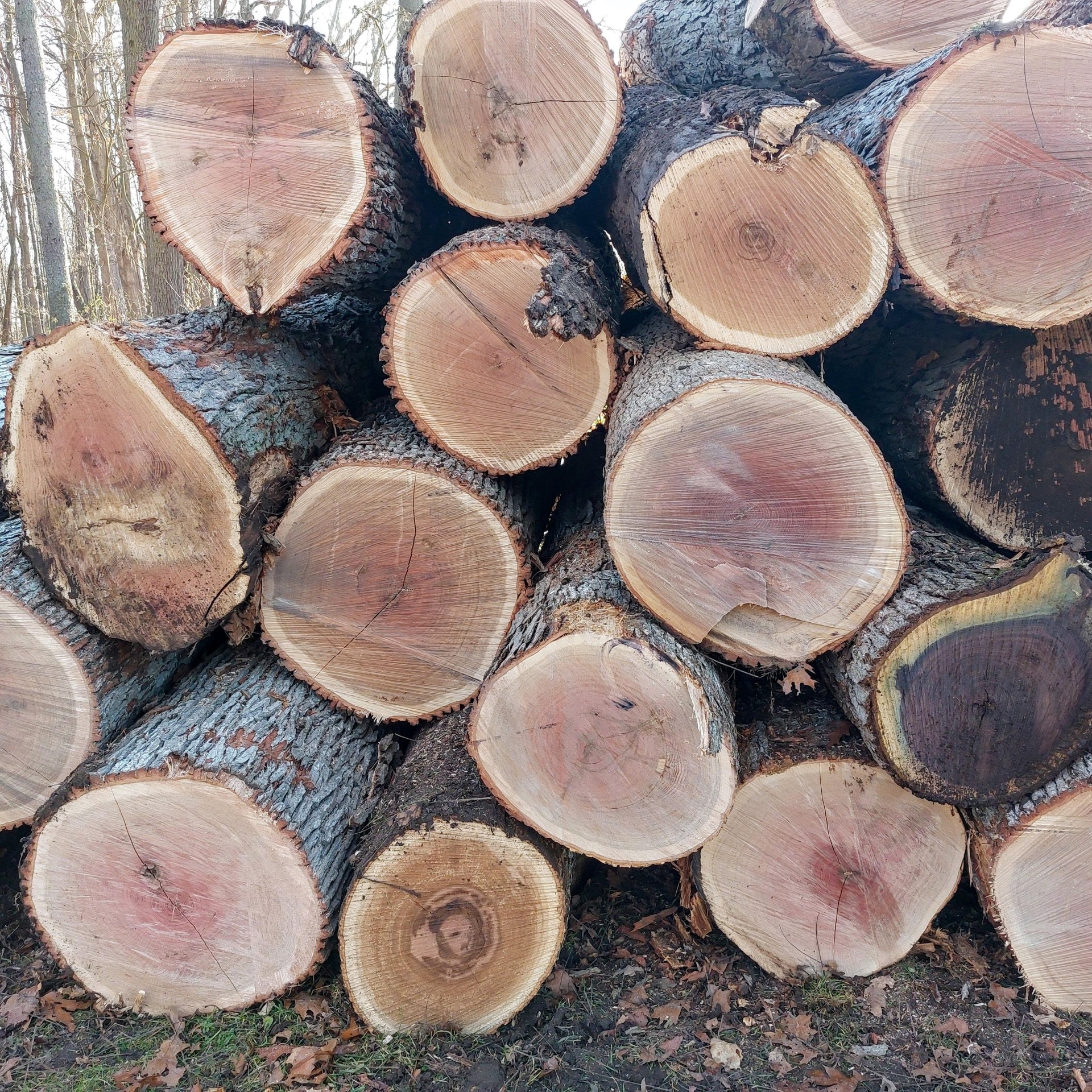 Trees We Harvest in Michigan, Hardwood Timber Harvesting, Tree ...