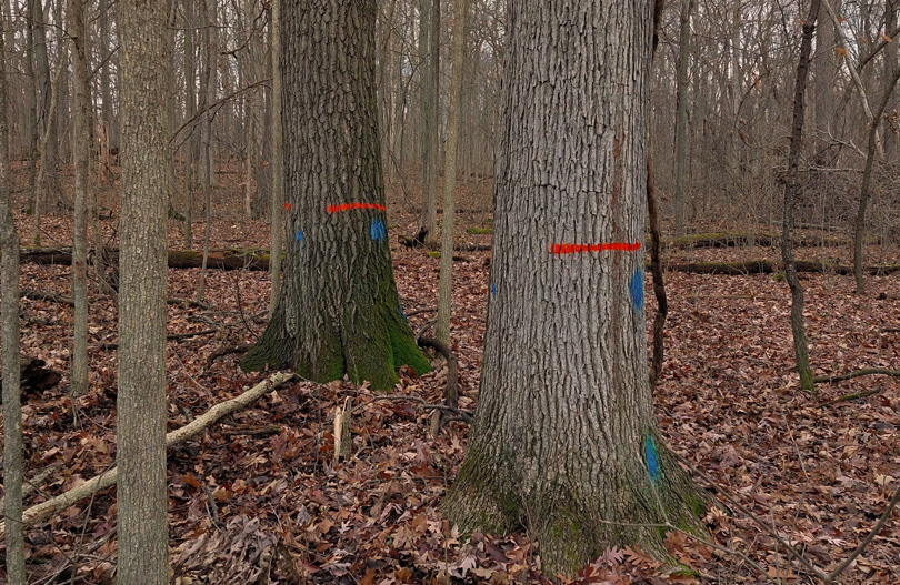 Trees We Harvest in Michigan, Hardwood Timber Harvesting, Tree ...