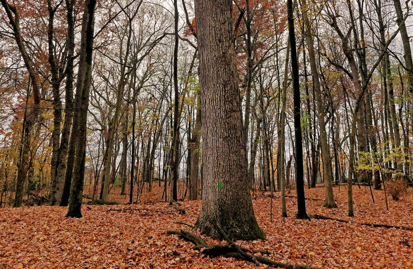 Trees We Harvest in Michigan, Hardwood Timber Harvesting, Tree ...