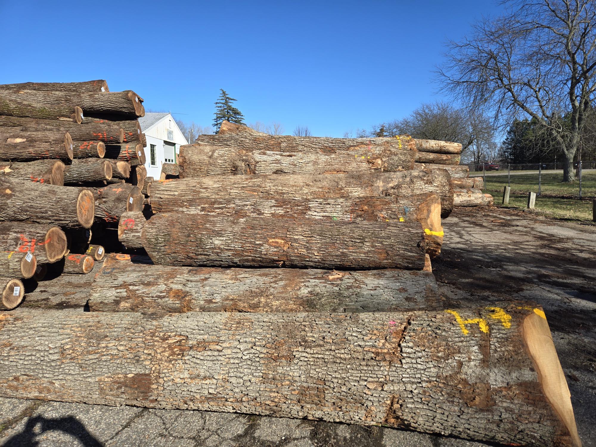 Trees We Harvest in Michigan, Hardwood Timber Harvesting, Tree ...