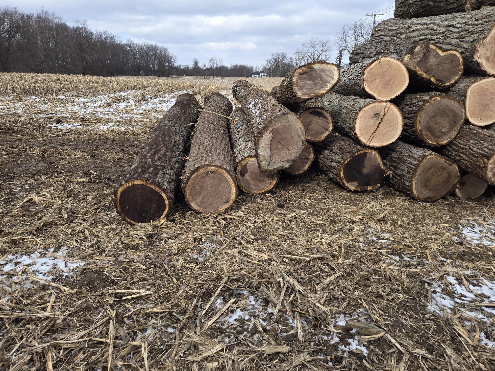 Trees We Harvest in Michigan, Hardwood Timber Harvesting, Tree ...