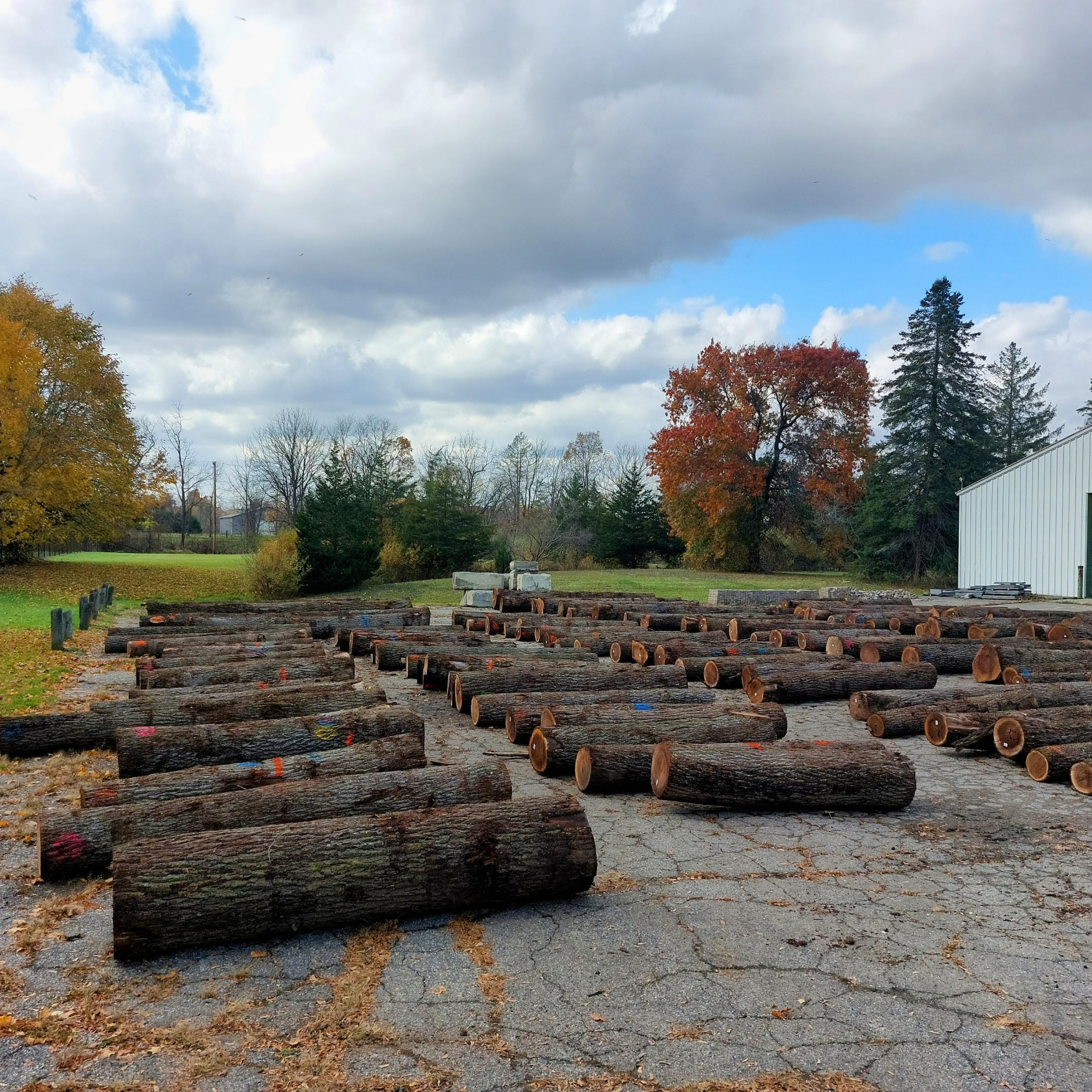 Trees We Harvest in Michigan, Hardwood Timber Harvesting, Tree ...