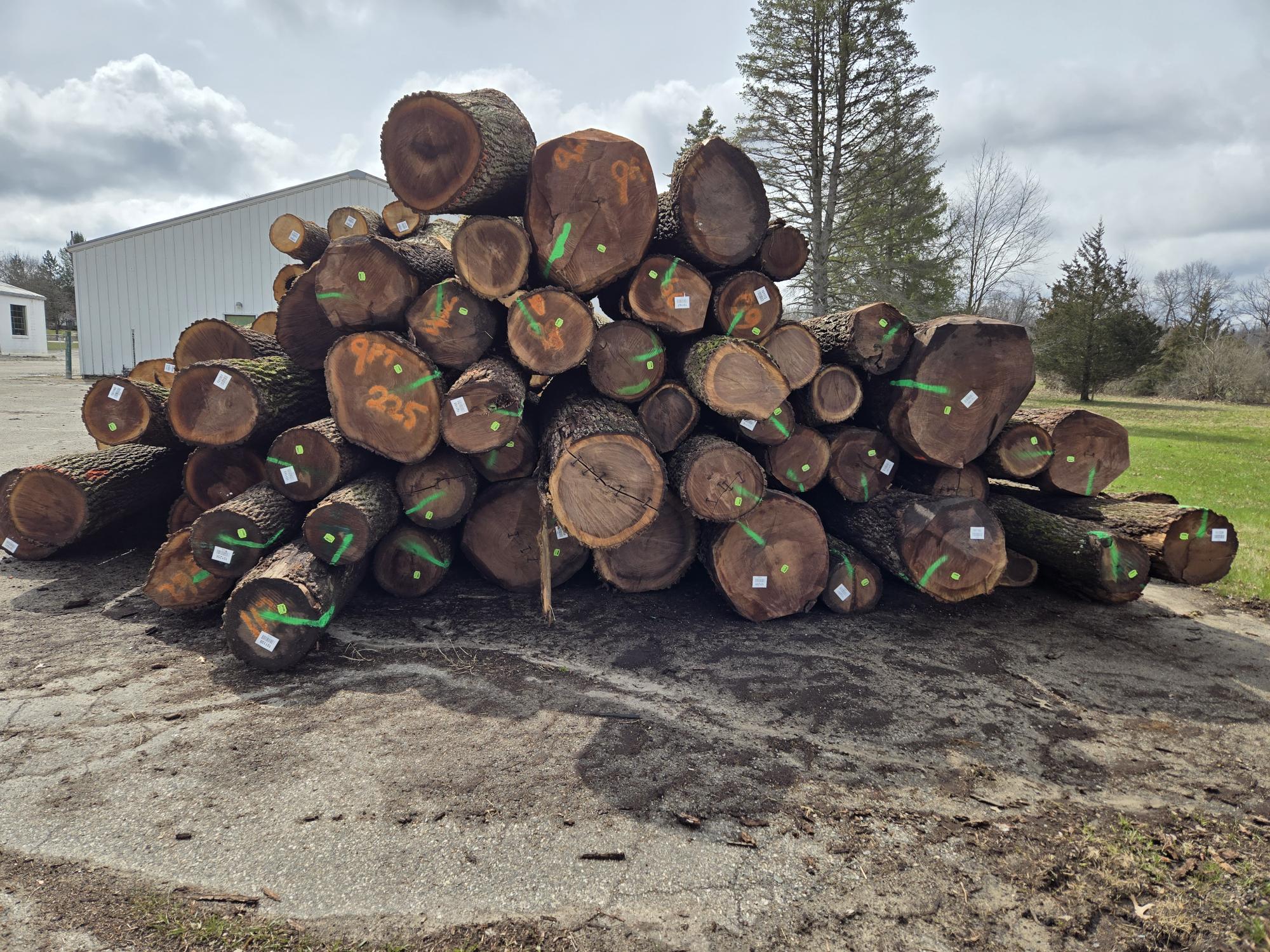 Trees We Harvest in Michigan, Hardwood Timber Harvesting, Tree ...