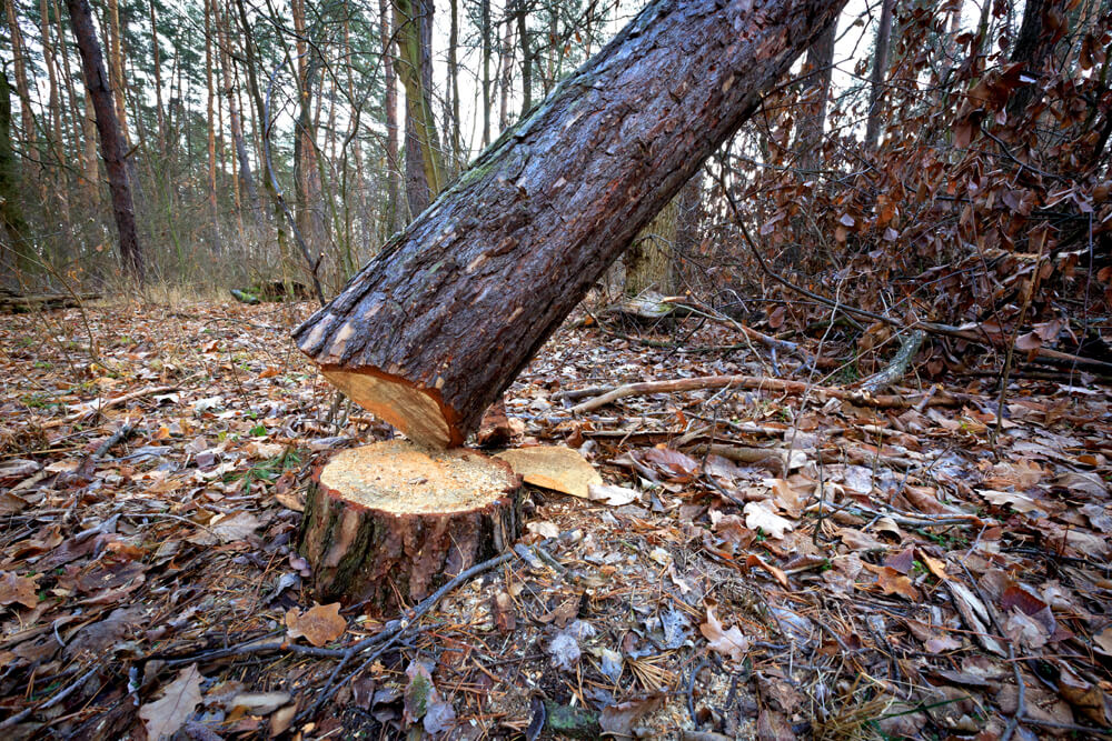 Trees We Harvest in Michigan, Hardwood Timber Harvesting, Tree ...