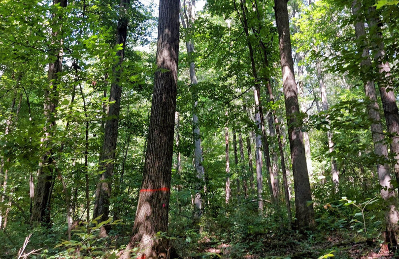 Tree Harvesting Company Michigan, Forest Harvesting & Logging Services ...